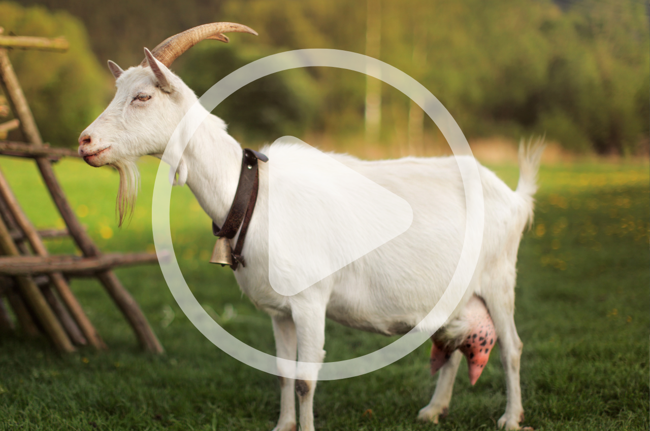 The Useful Goat – Mother Earth News